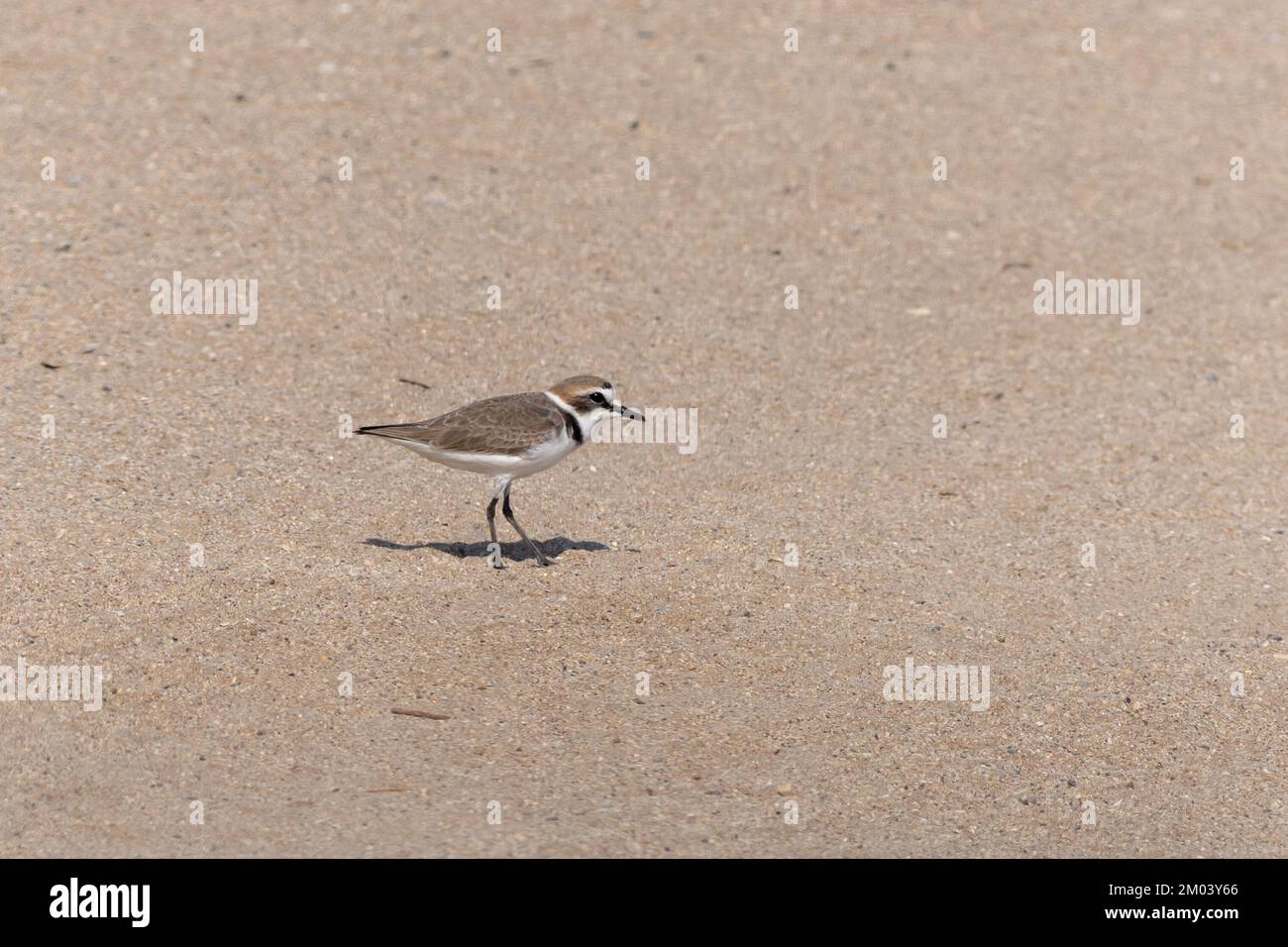 Kentish plover (Charadrius alexandrinus) walking on beach Stock Photo ...