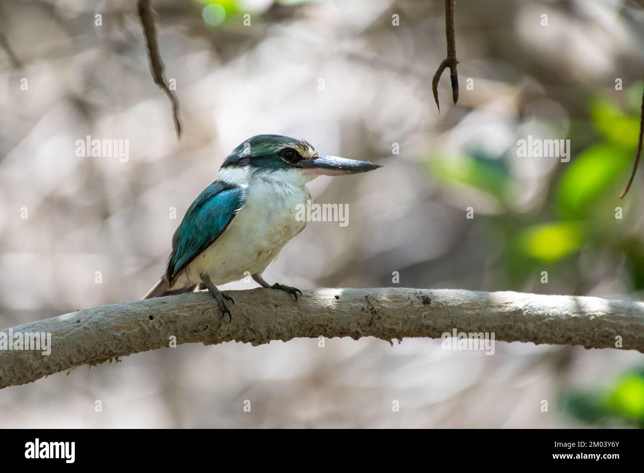 Arabian collared kingfisher (Todiramphus chloris kalbaensis) or white-collared kingfisher or ...