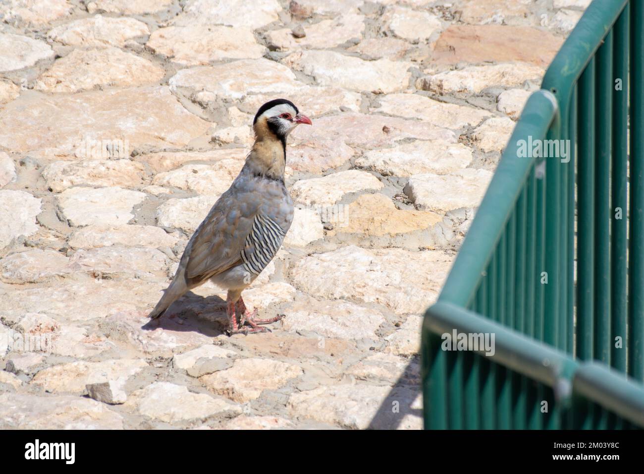 An Arabian Partridge head (Alectoris melanocephala) on a cliff in the ...
