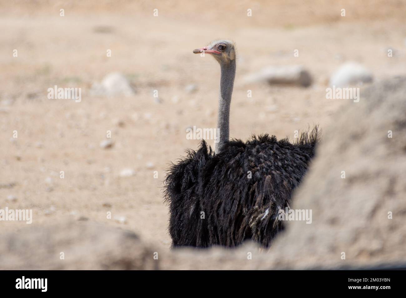Somali ostrich (Struthio molybdophanes), also known as the blue-necked ...