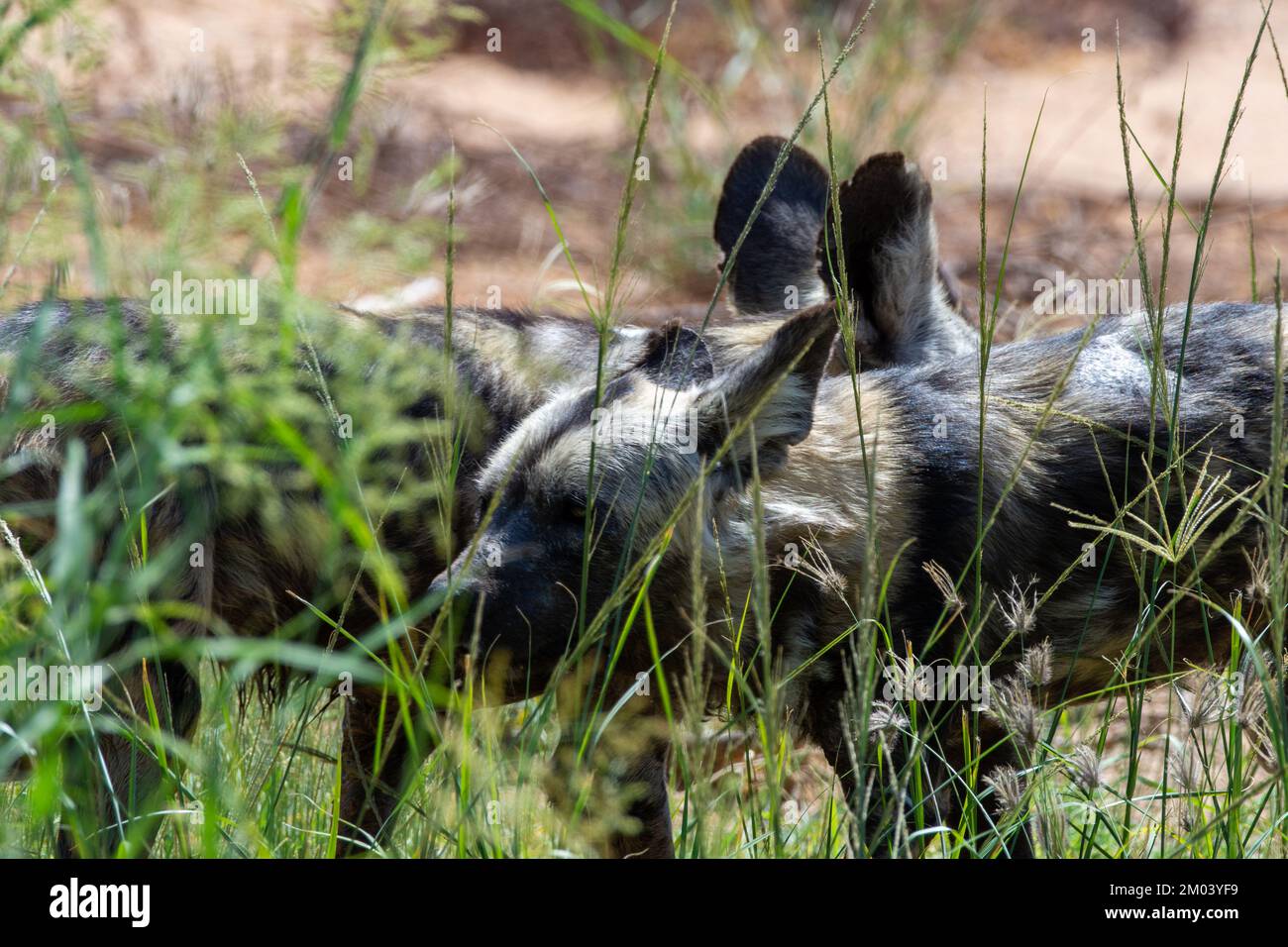 Two African wild dogs (Lycaon pictus) hiding in the grass while hunting ...