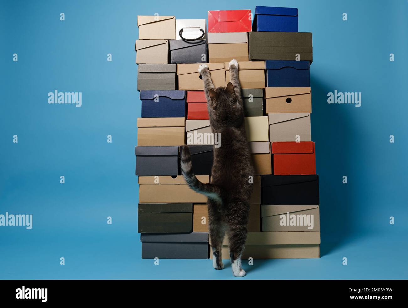 Shoeboxes and a cat that hugs the boxes, standing on its hind legs ...