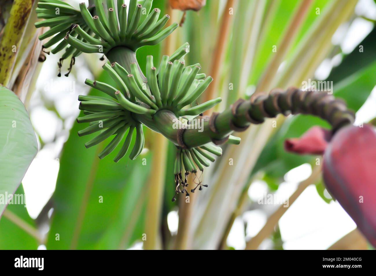banana seed or banana plant, banana tree or Banana blossom in white ...