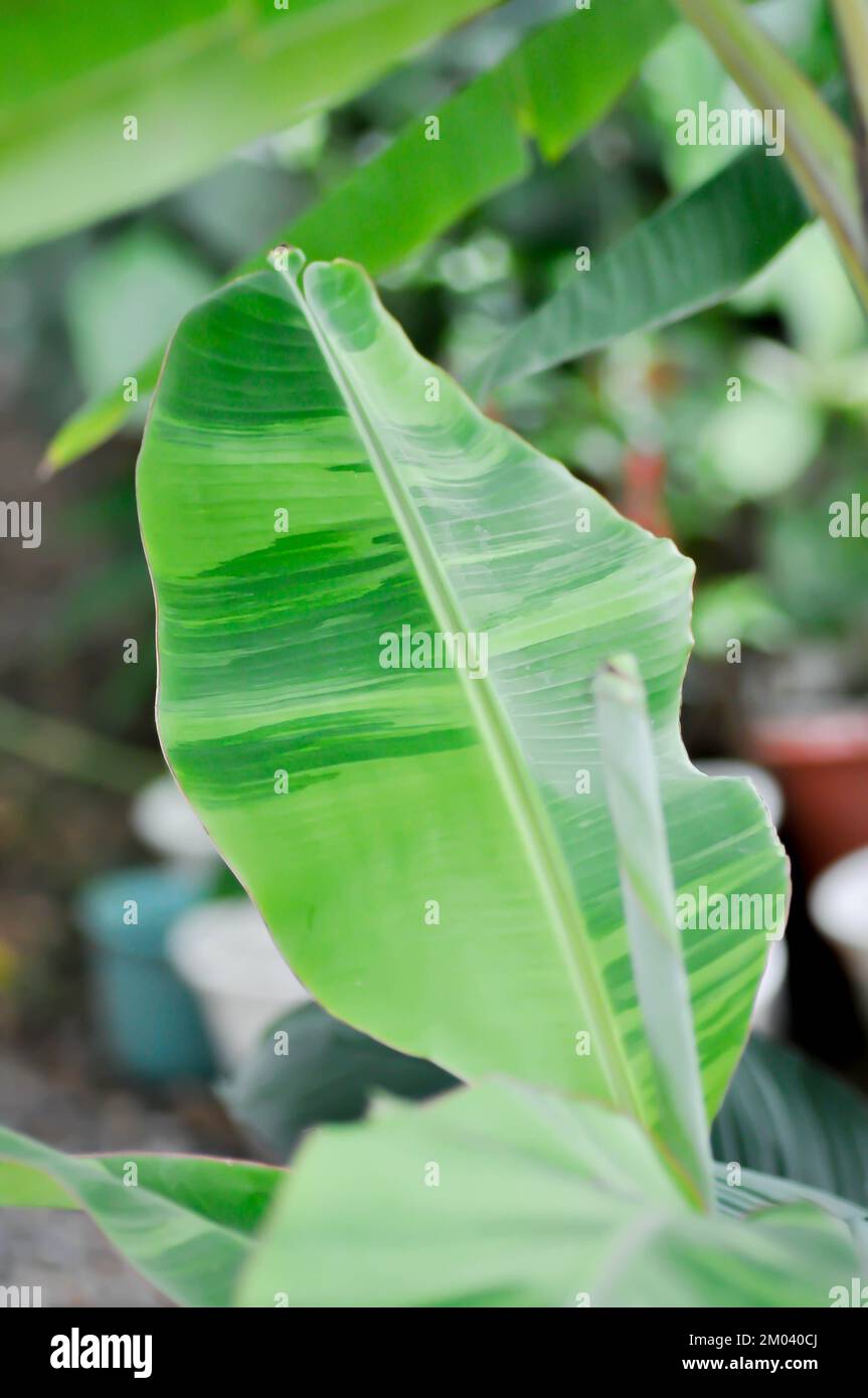 Namwa dang hi-res stock photography and images - Alamy