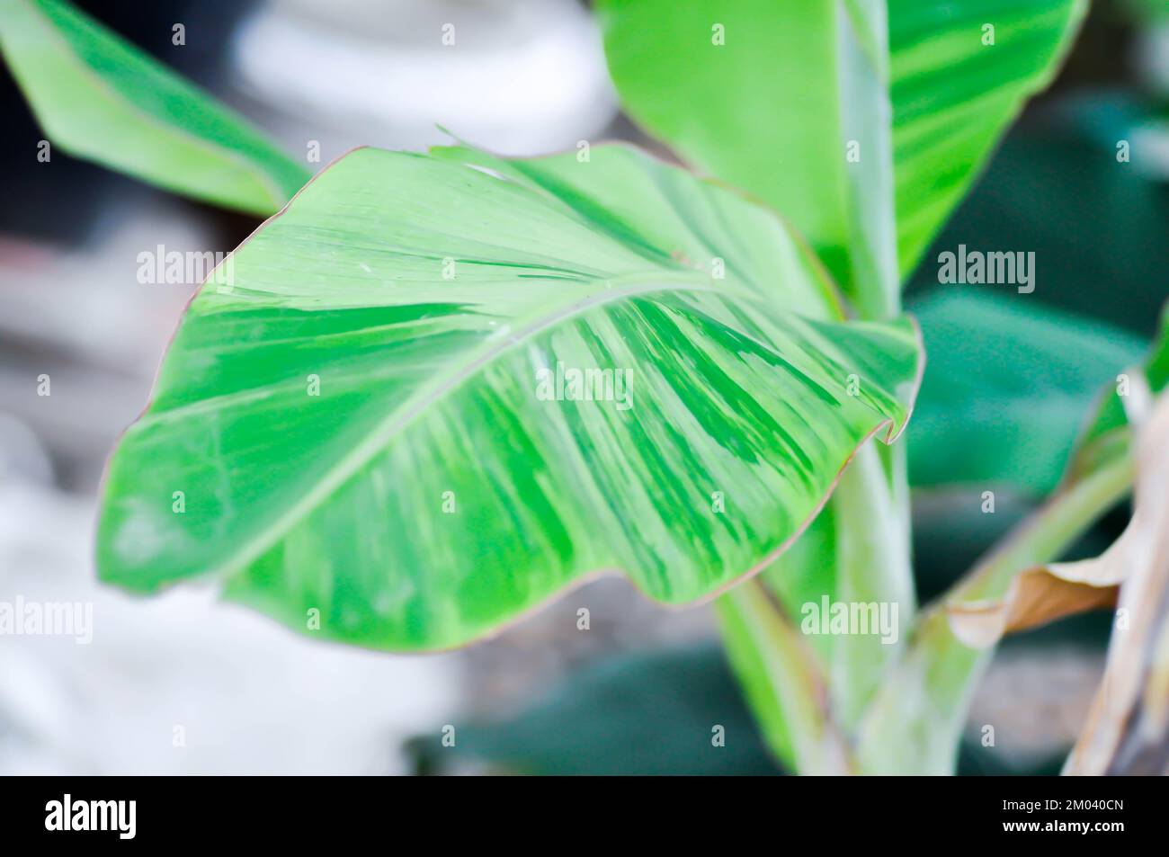 ureo striata , Musa or Musa sp or MUSACEAE or Striata or Variegated ...
