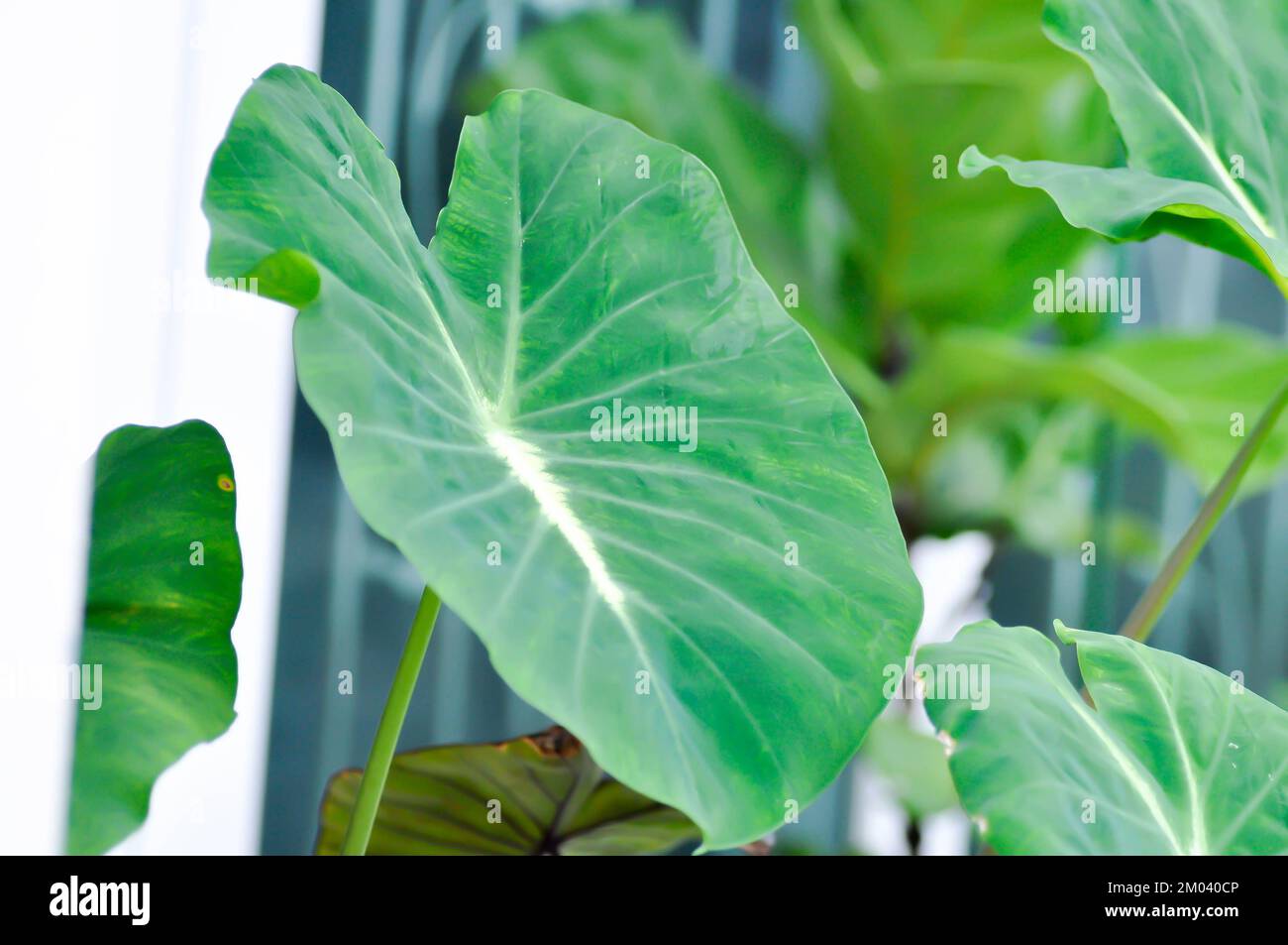 Colocasia variegated, Colocasia esculenta Nancys Revenge or colocasia ...