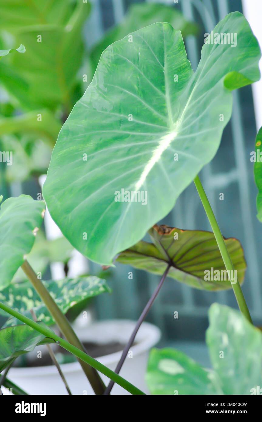Colocasia variegated, Colocasia esculenta Nancys Revenge or colocasia ...