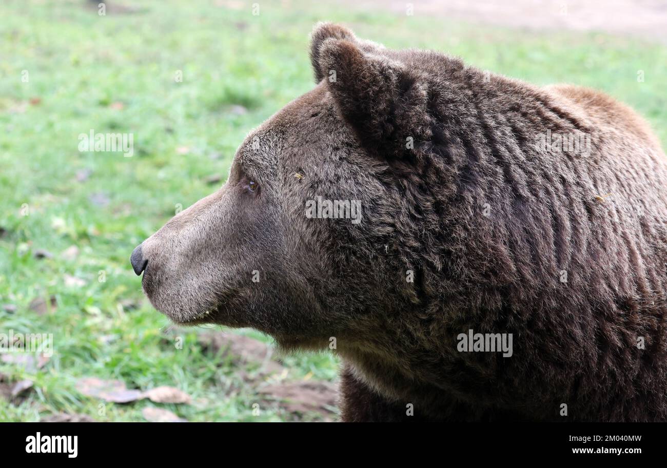 Albania bear hi-res stock photography and images - Alamy