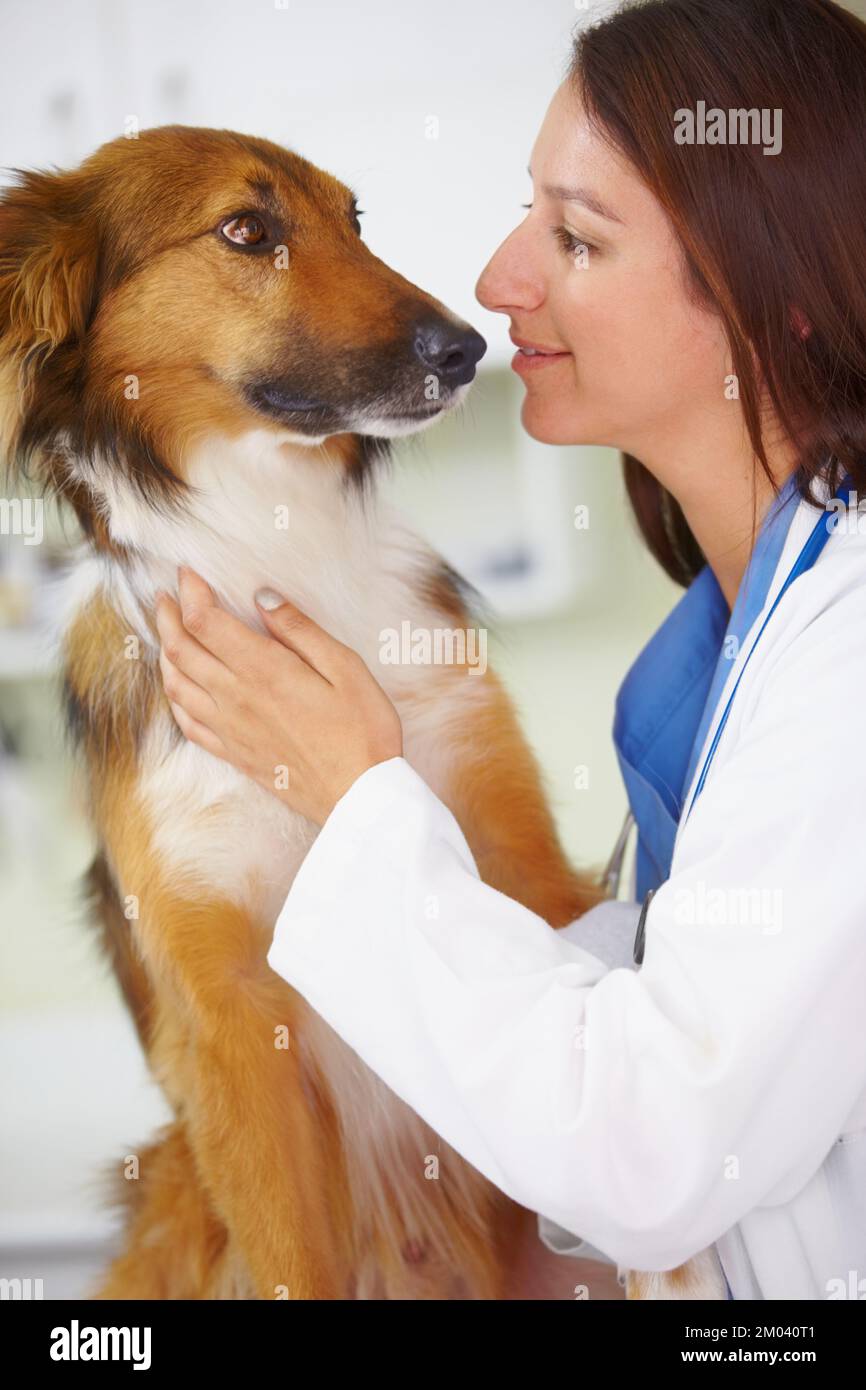 Dont be scared. A female vet trying to soothe a scared looking dog ...
