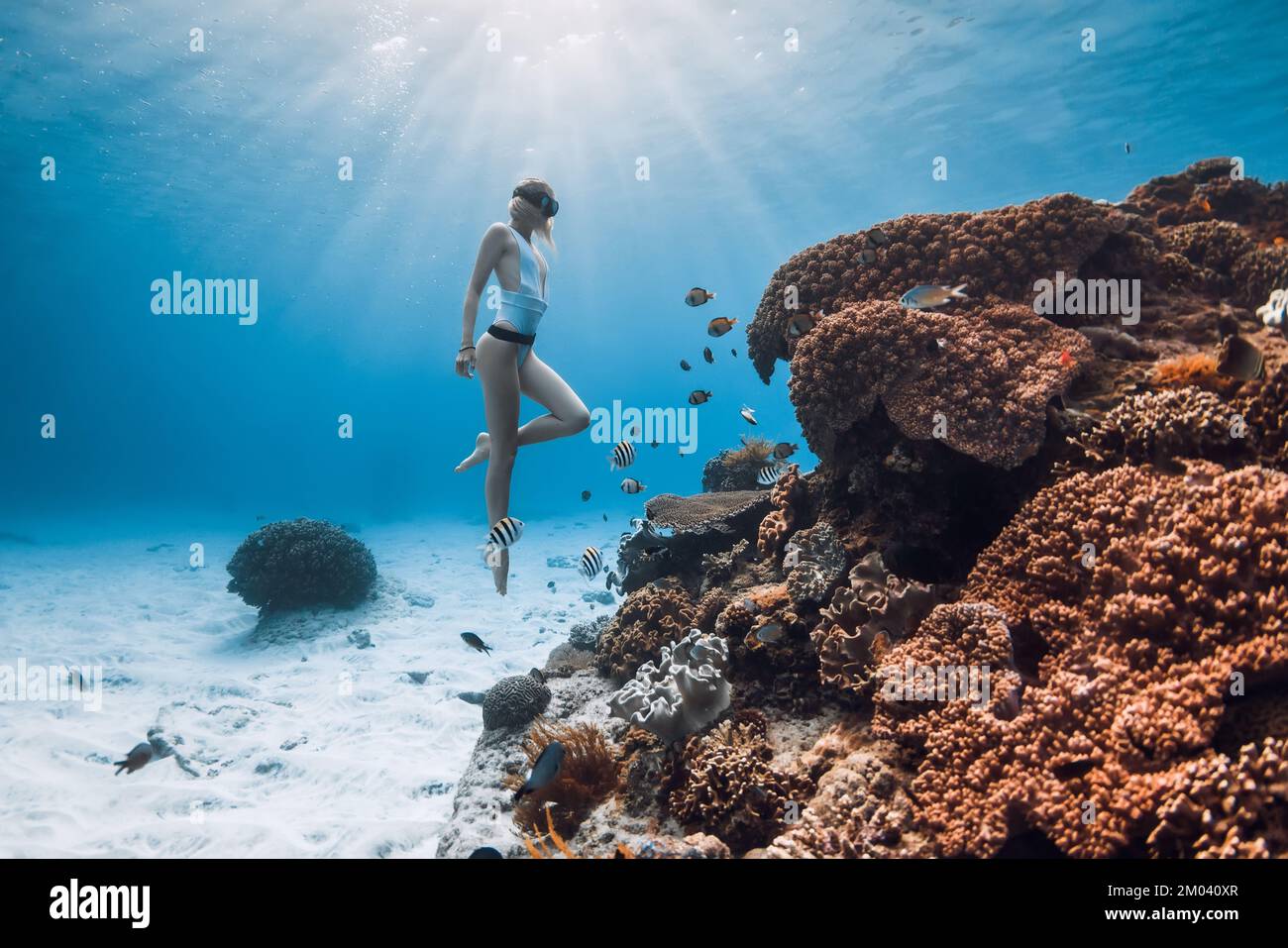 Freediver lady in bikini glides underwater near coral reef with ...