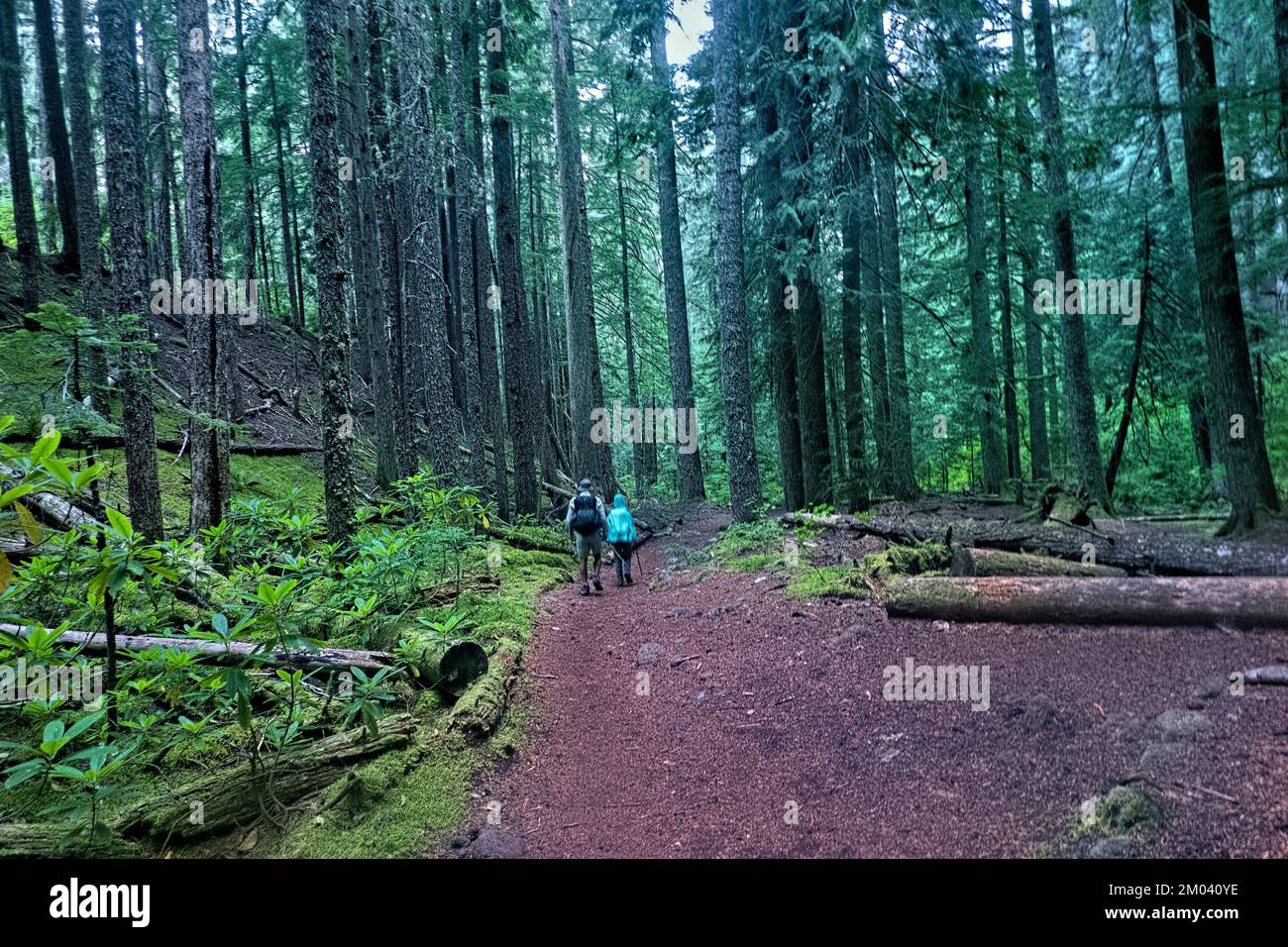 Hiking through the majestic forests of northern Oregon on the Pacific ...