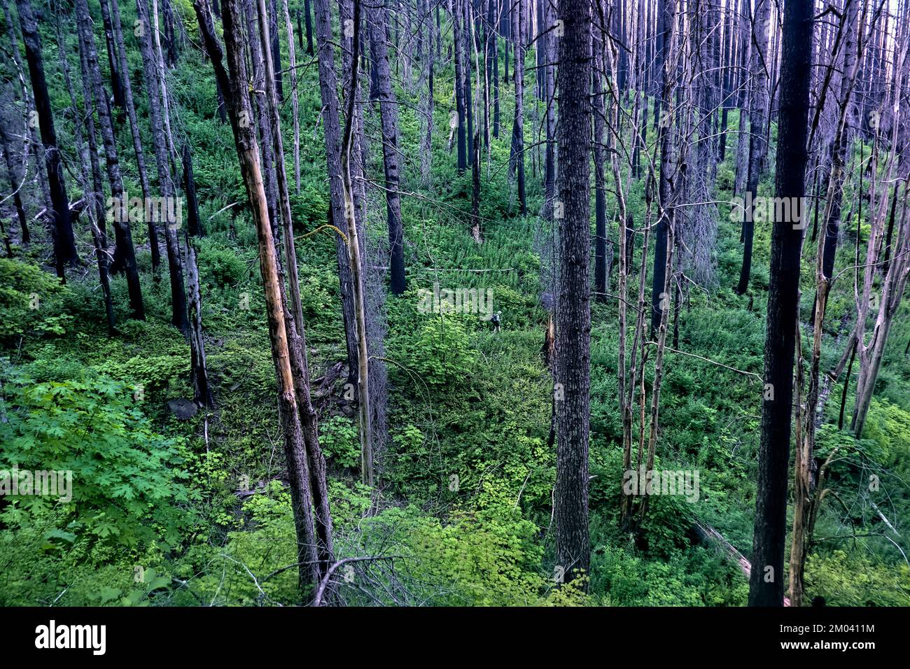 Hiking through the majestic forests of northern Oregon on the Pacific ...