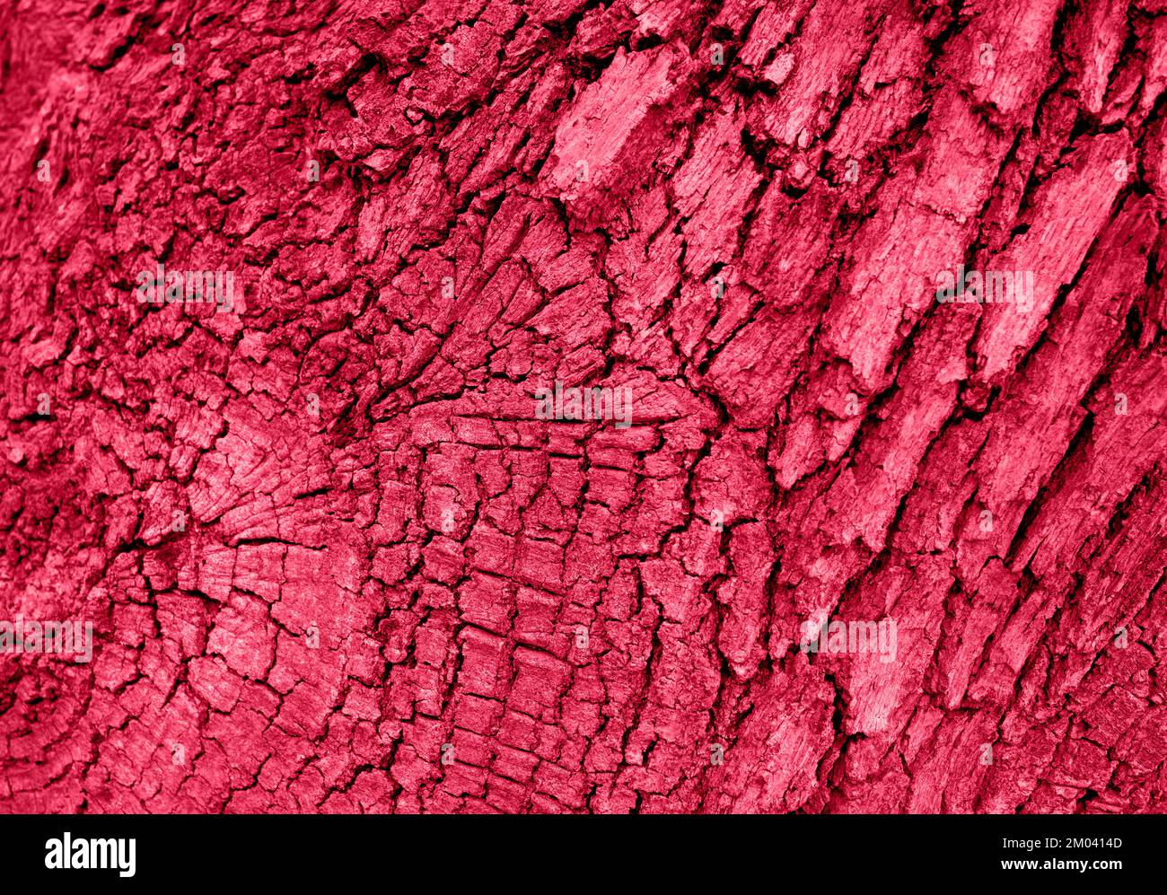 tree bark texture in the color of the year 2023 viva magenta Stock ...