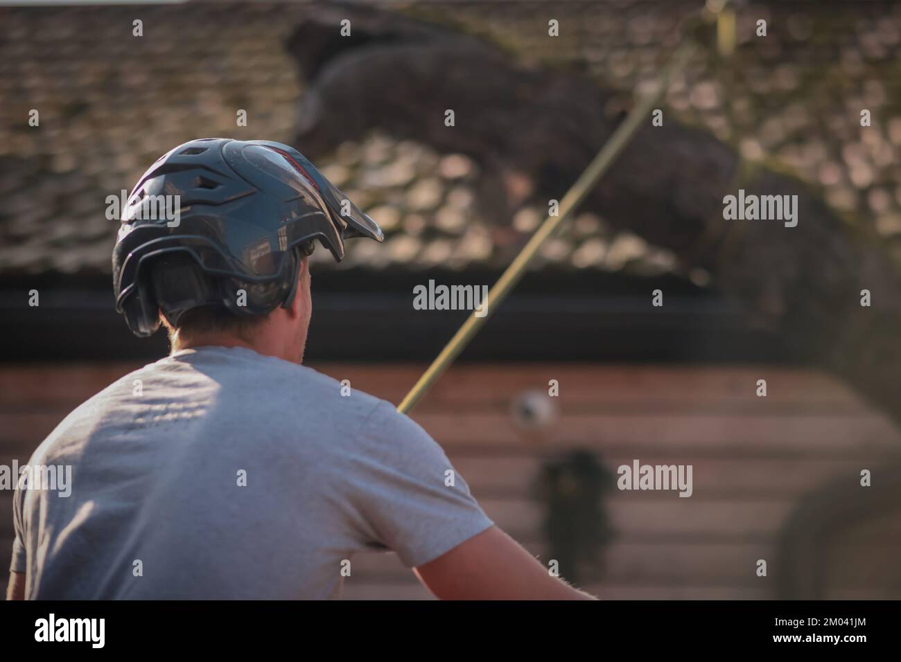 Arborist or lumberjack lowering the tree just cut apart using rope and ...