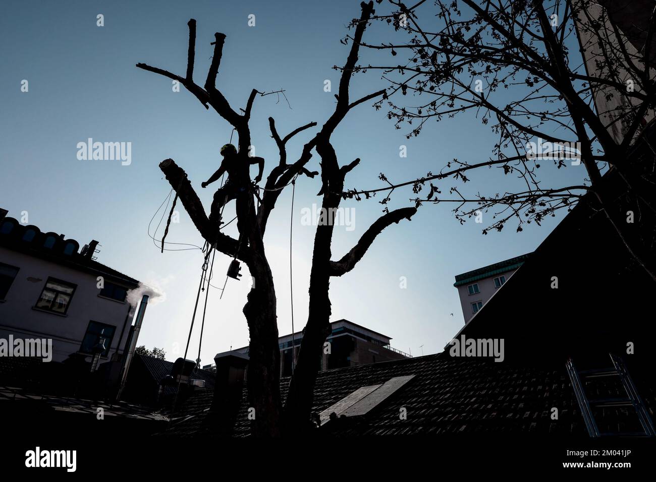 Silhouette of arborist man cutting branch with chainsaw and safety ...
