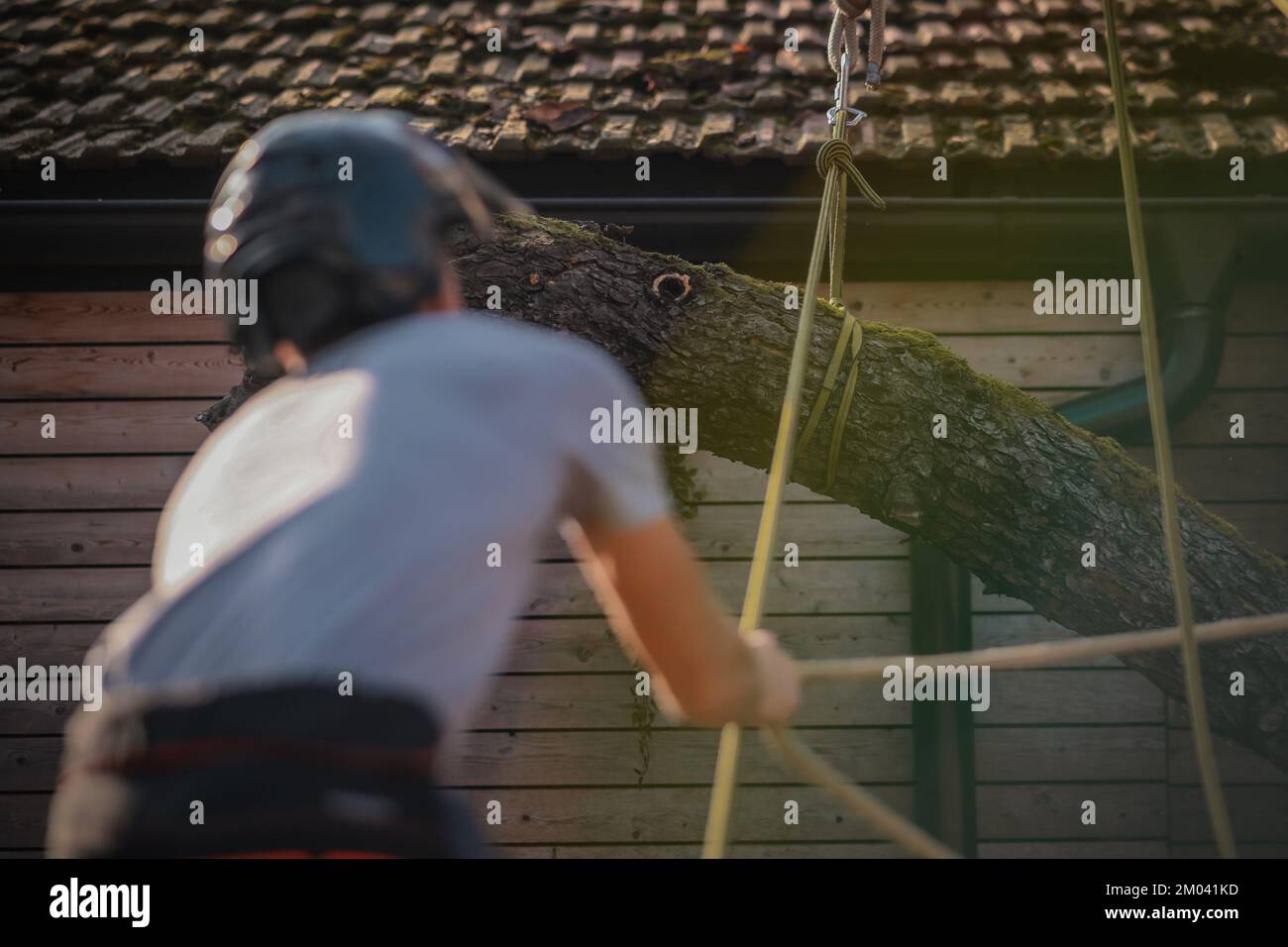 Arborist or lumberjack lowering the tree just cut apart using rope and ...