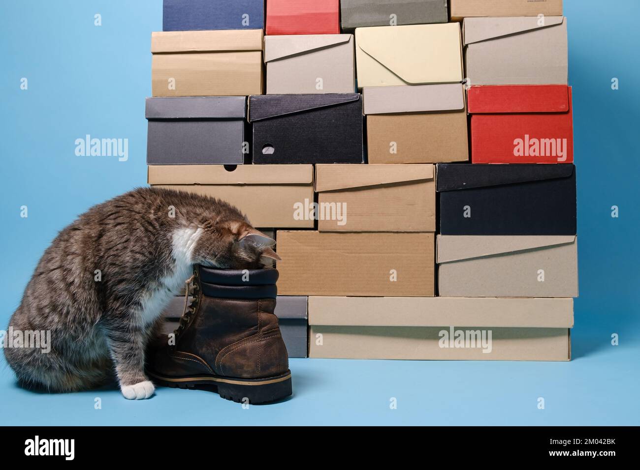 Curious cat stuck its head into a boot, against the background of shoe ...