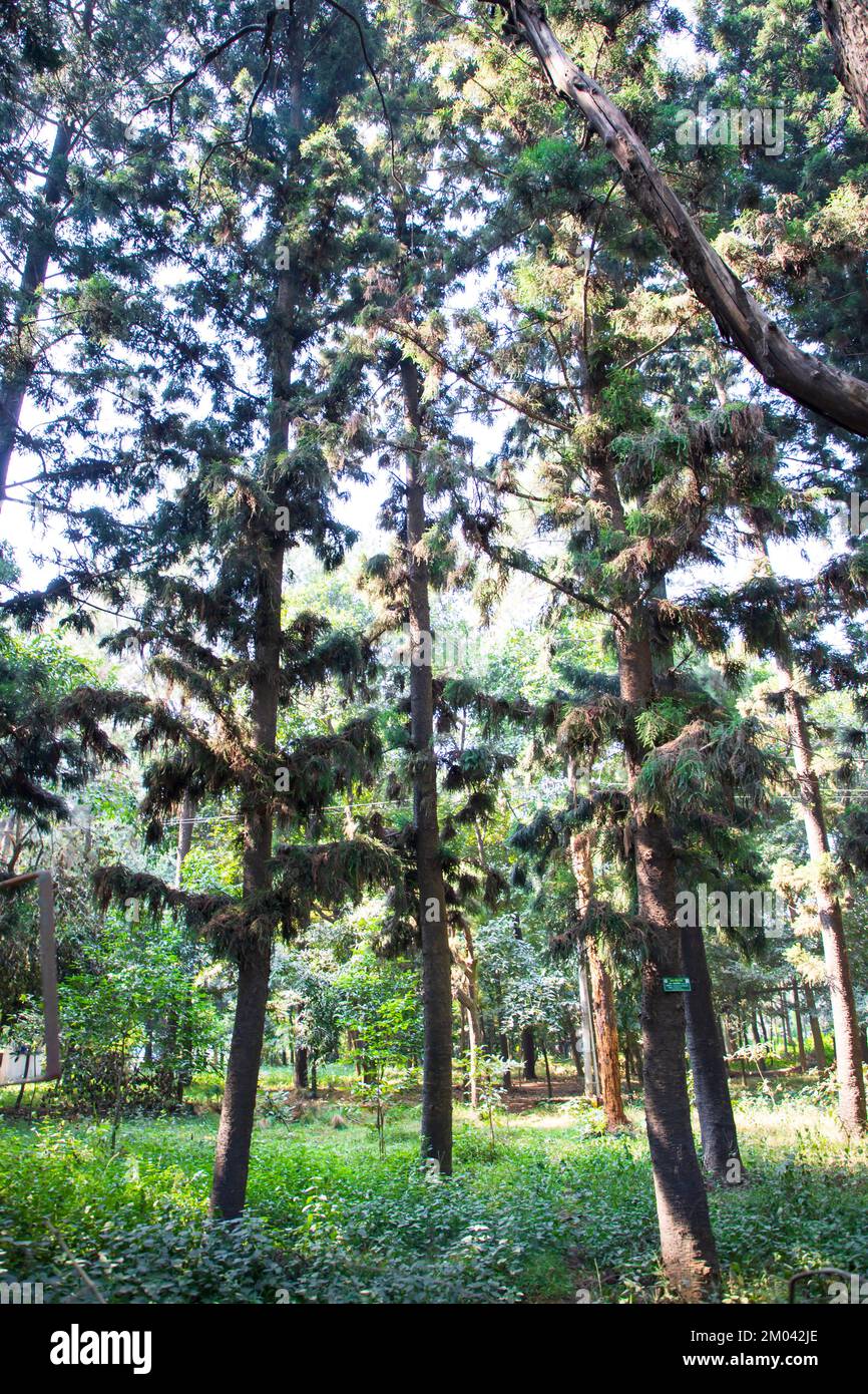 Natural Forest Green Trees in the botanical garden park Stock Photo - Alamy