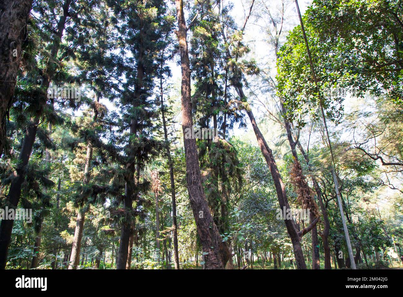 Natural Forest Green Trees in the botanical garden park Stock Photo - Alamy