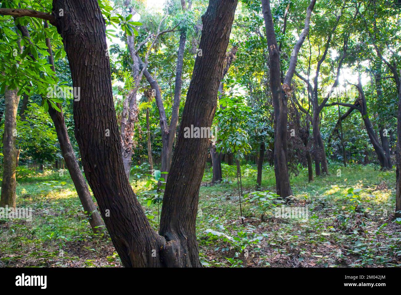 Natural Forest Green Trees in the botanical garden park Stock Photo - Alamy