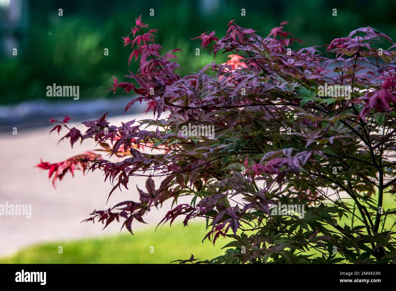 The small tree with red leaves Stock Photo - Alamy