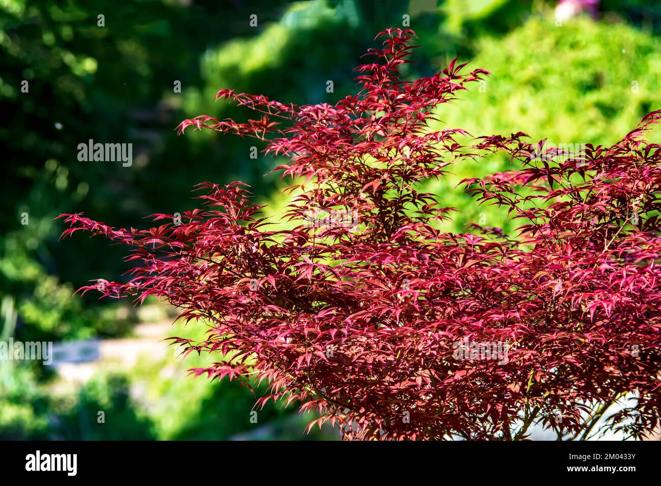 The small tree with red leaves Stock Photo - Alamy