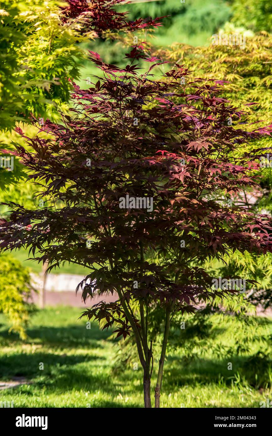 The small tree with red leaves Stock Photo - Alamy