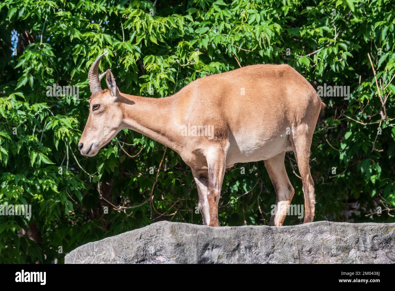 Mountain goat or East caucasian tur, female, latin name Carpa ...