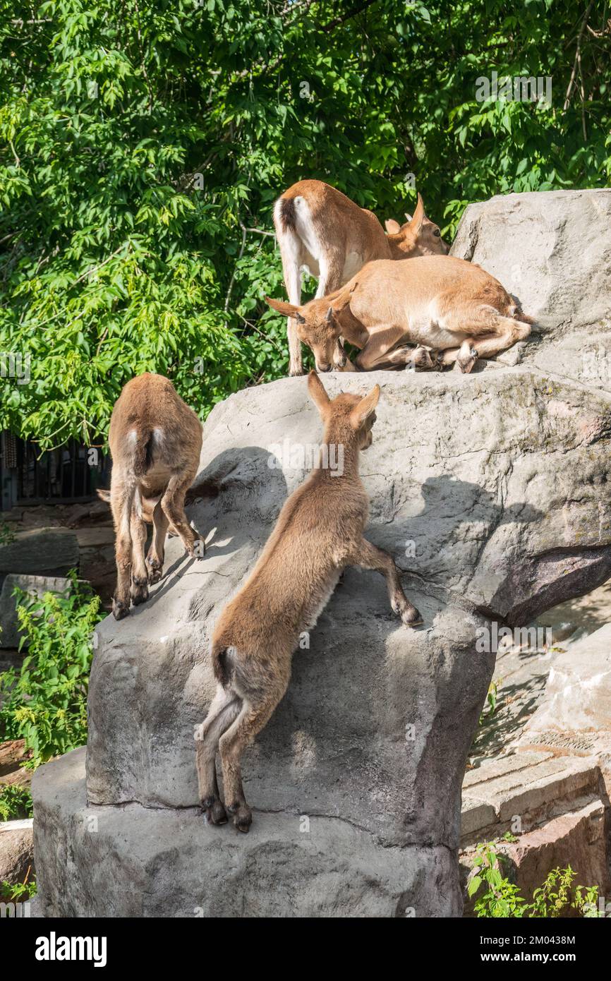 Markhor goatlings jump on the rocks. Markhor, Capra falconeri, wild ...