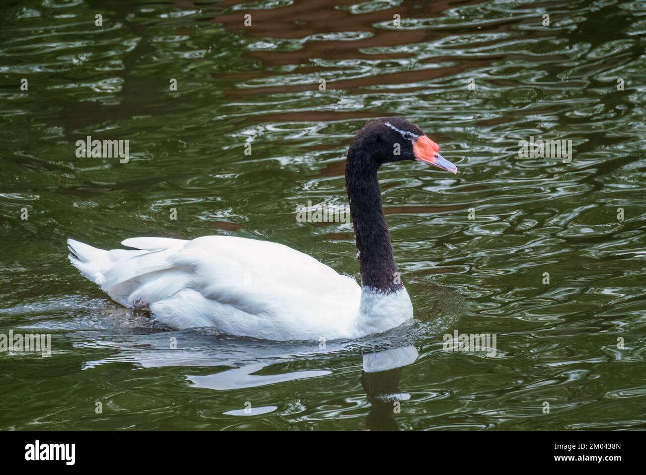 The black-necked swan Cygnus melancoryphus, is a swan that is the ...