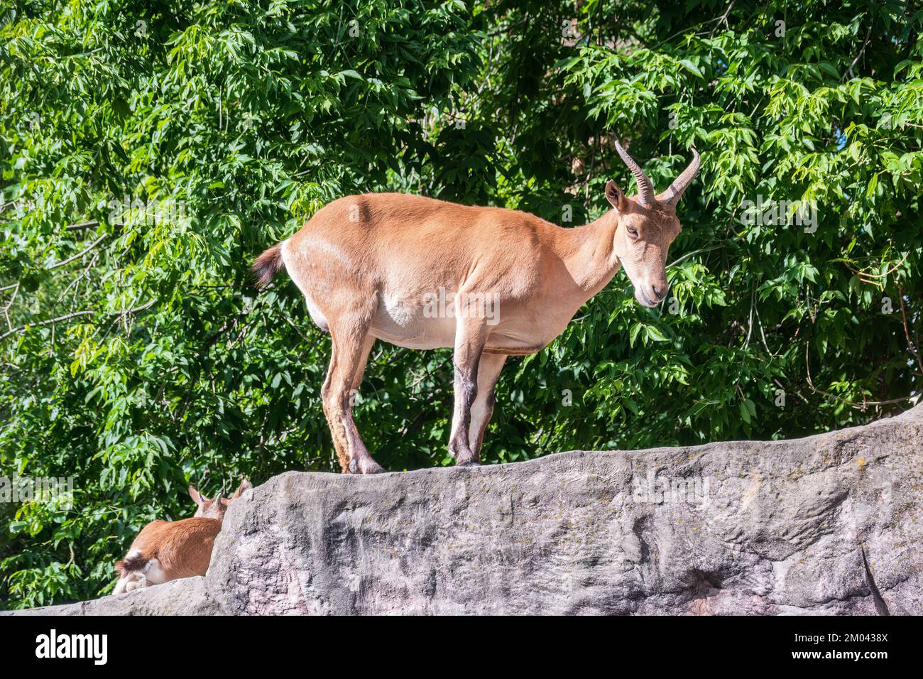 Mountain goat or East caucasian tur, female, latin name Carpa ...