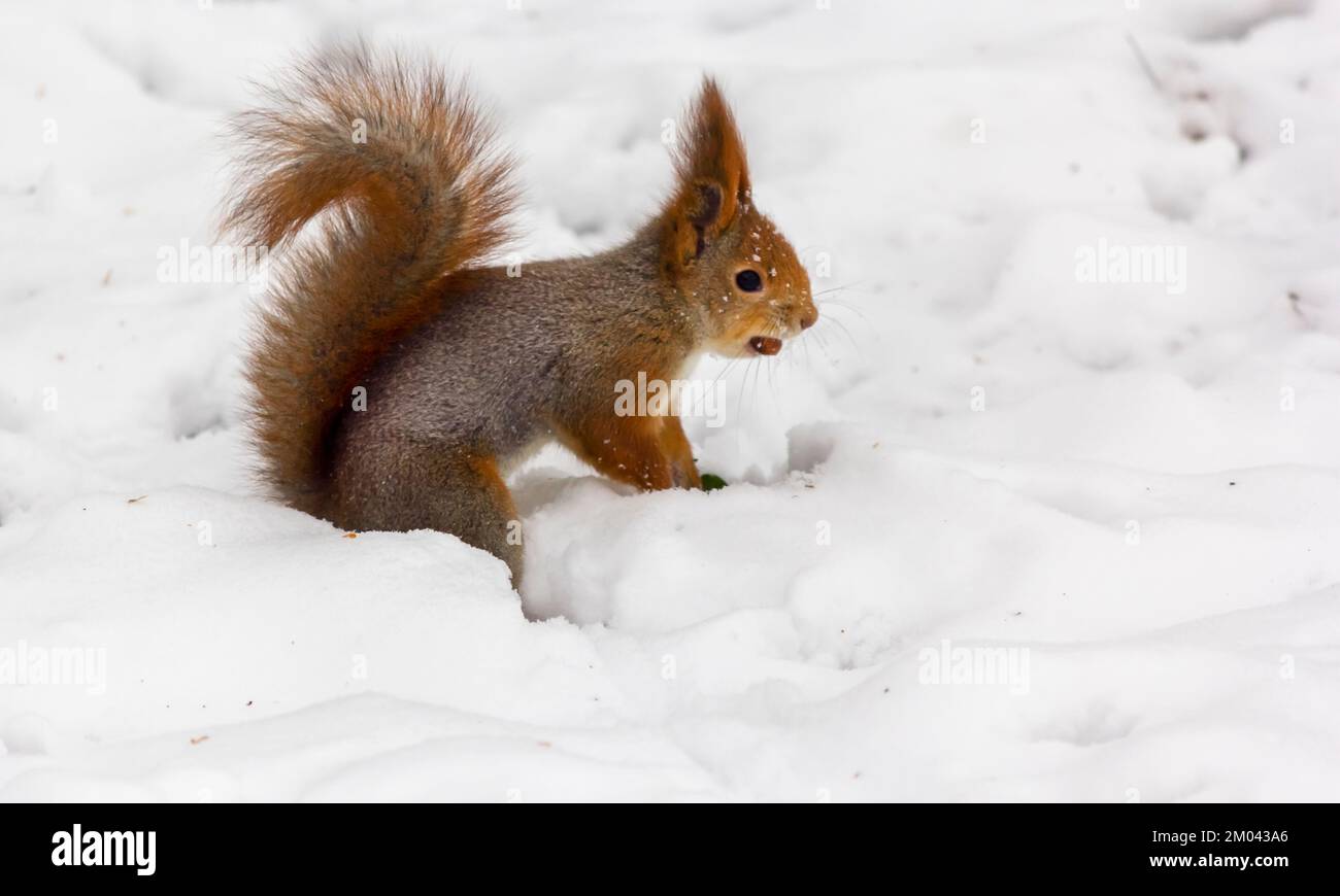 A cute red squirrel sits in the snow and chews on a nut Stock Photo - Alamy