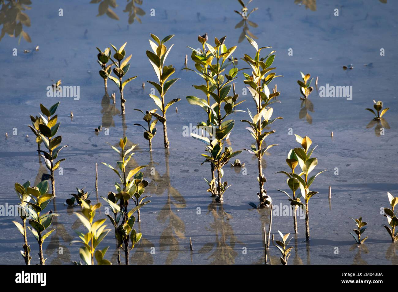 Small mangrove trees, Orewa estuary, Auckland, North Island, New ...