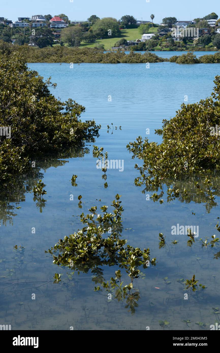 Mangrove forest, Orewa estuary, Auckland, North Island, New Zealand ...