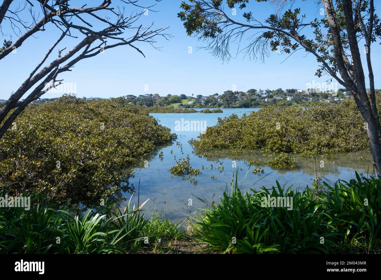 Mangrove forest, Orewa estuary, Auckland, North Island, New Zealand ...
