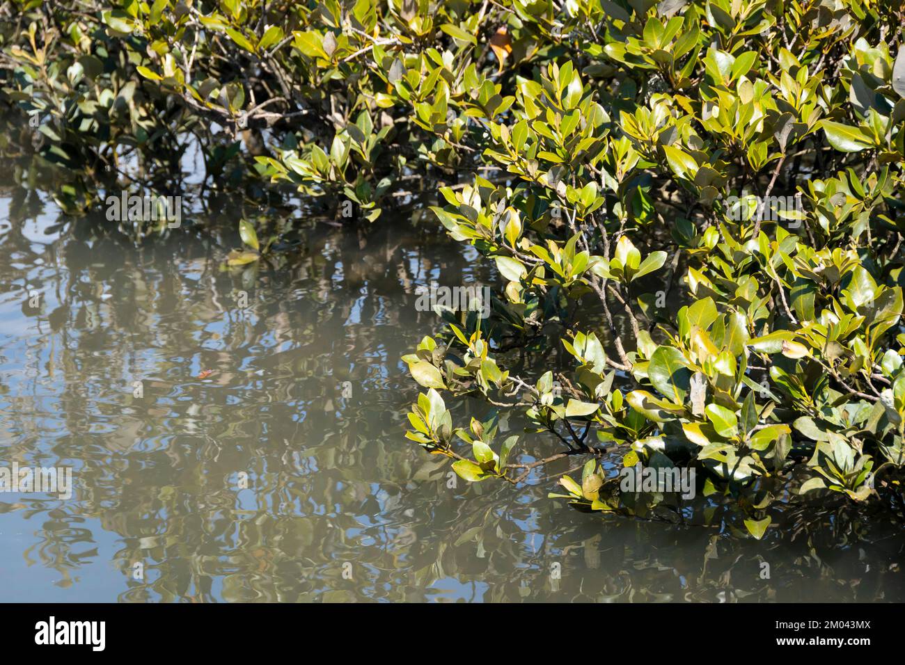 Mangrove forest, Orewa estuary, Auckland, North Island, New Zealand ...