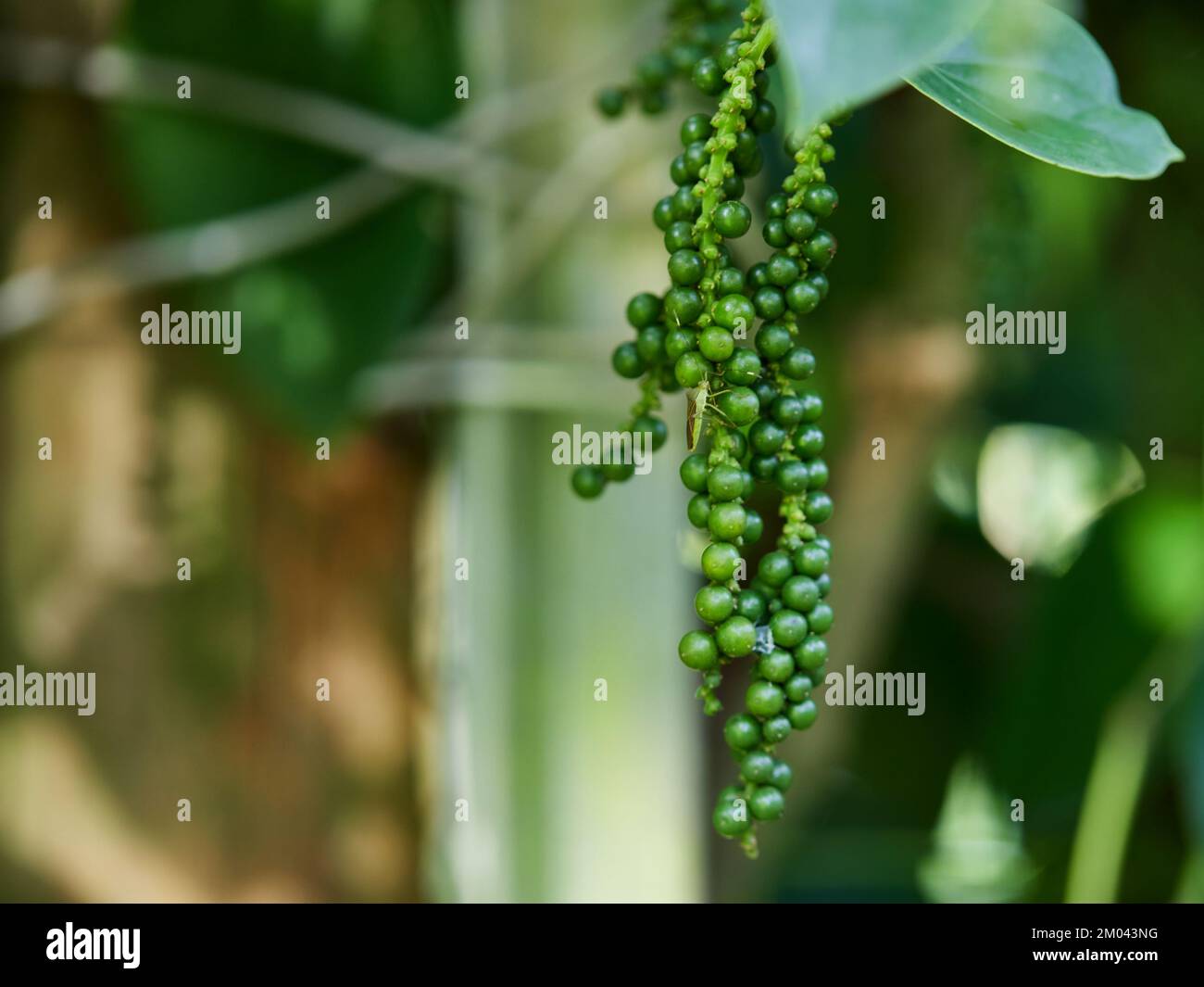 Peppercorn tree hi-res stock photography and images - Alamy