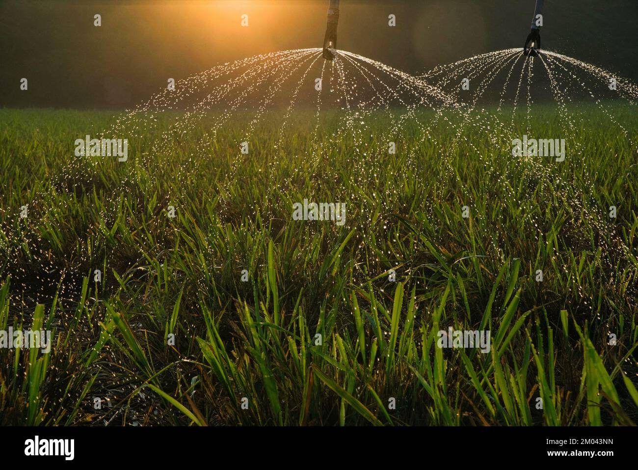 nature with greenery and sunrise Stock Photo - Alamy