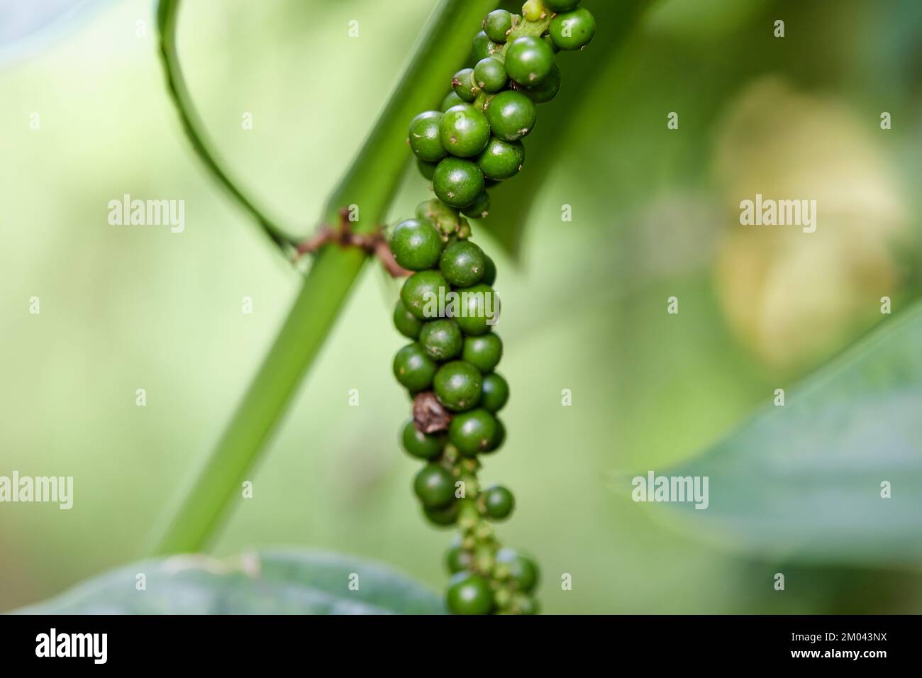 Spicy peppercorn hi-res stock photography and images - Alamy