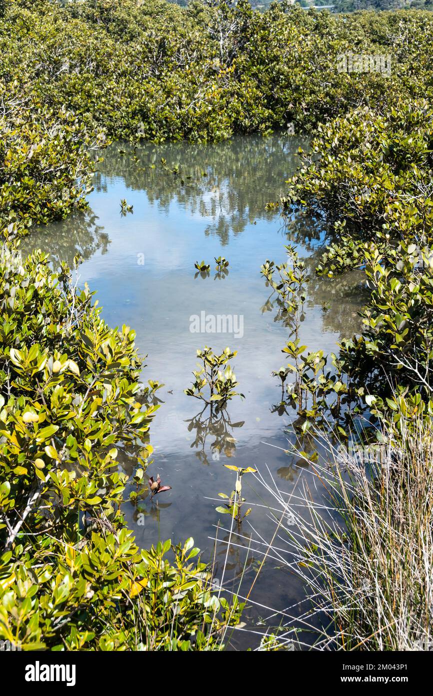 Mangrove forest, Orewa estuary, Auckland, North Island, New Zealand ...