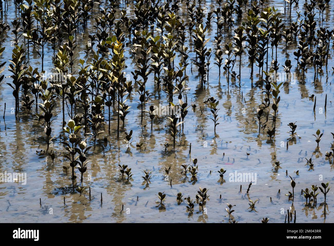 Small mangrove trees, Orewa estuary, Auckland, North Island, New ...