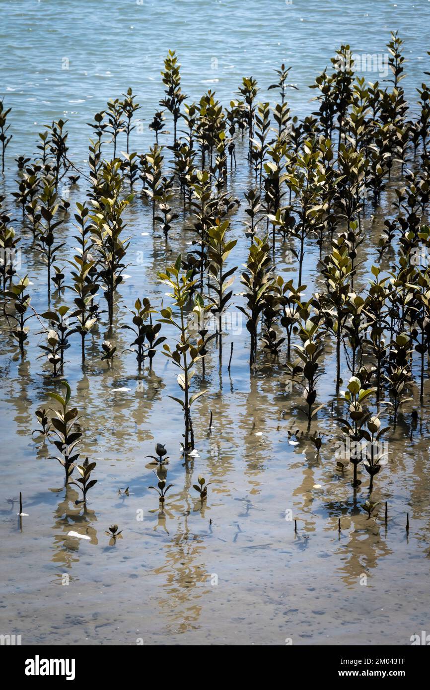 Small mangrove trees, Orewa estuary, Auckland, North Island, New ...