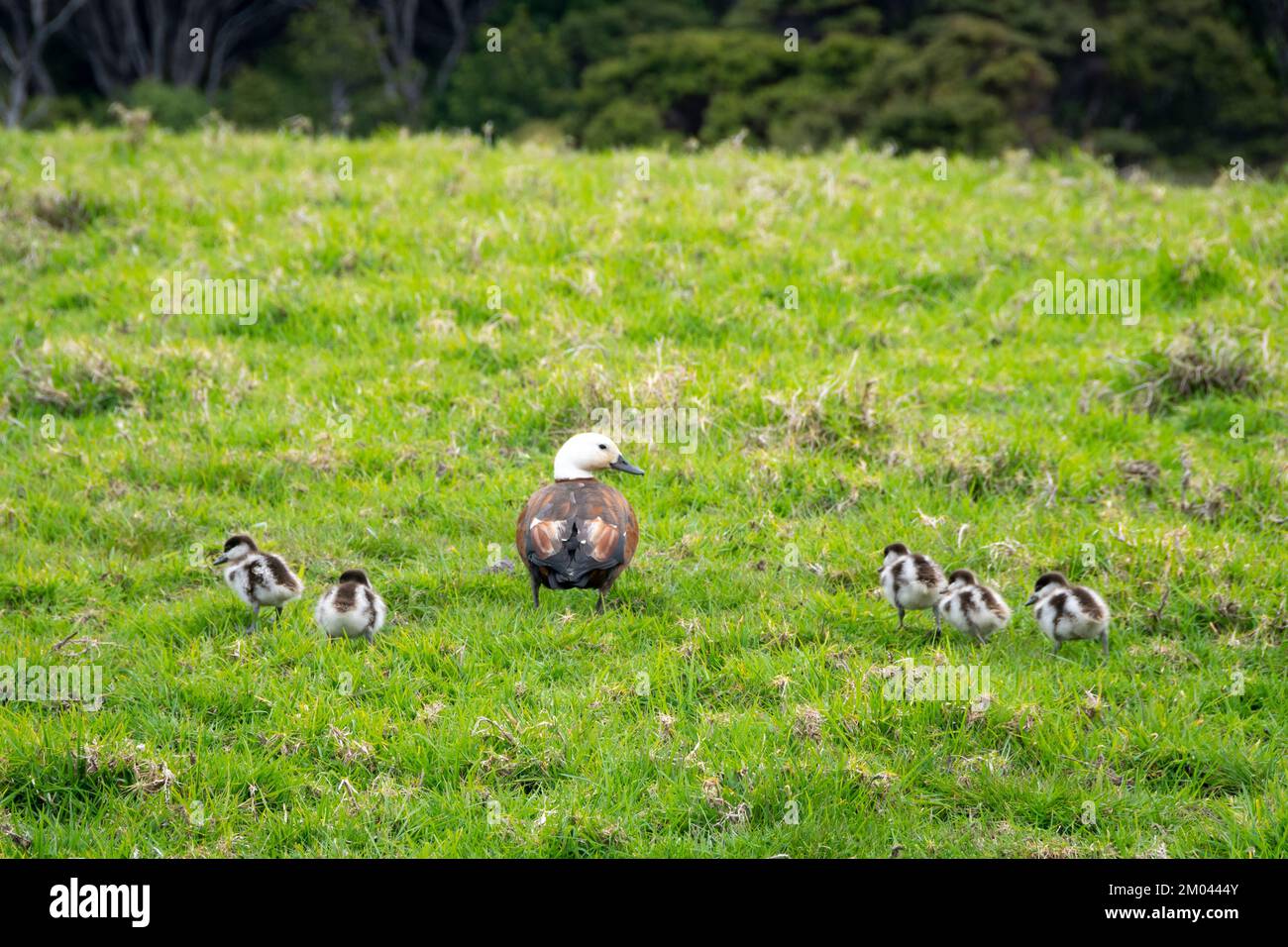 Mother Paradise Sheld Duck with ducklings, Tawharanui Regional Park ...