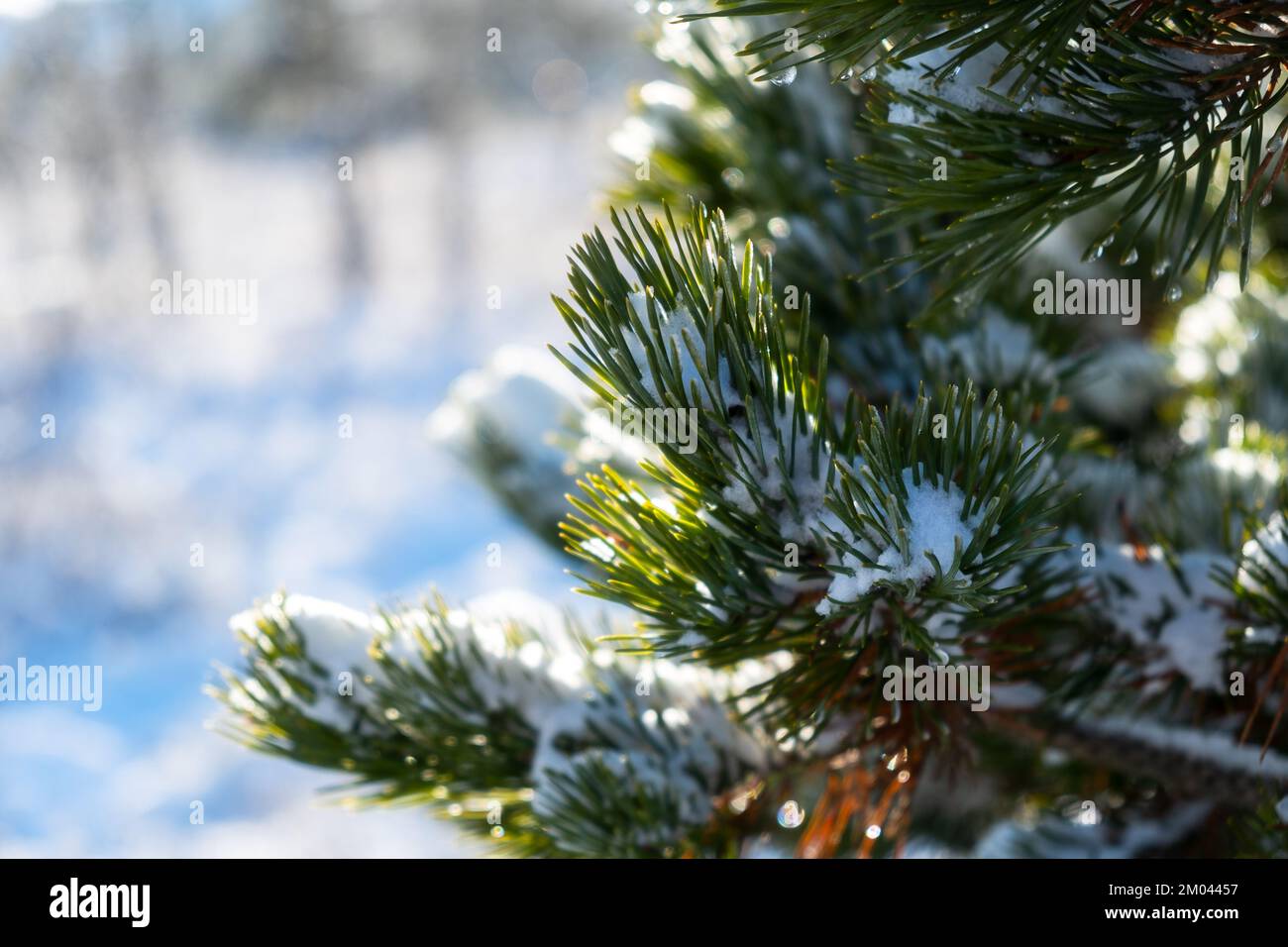 Snow-covered pine trees in the forest. Snowdrifts on spruce needles ...