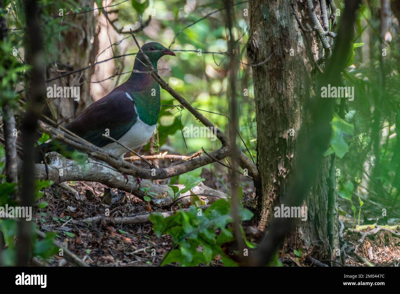 New Zealand Pigeon, Kereru, in forest at Tawharanui Regional Park ...