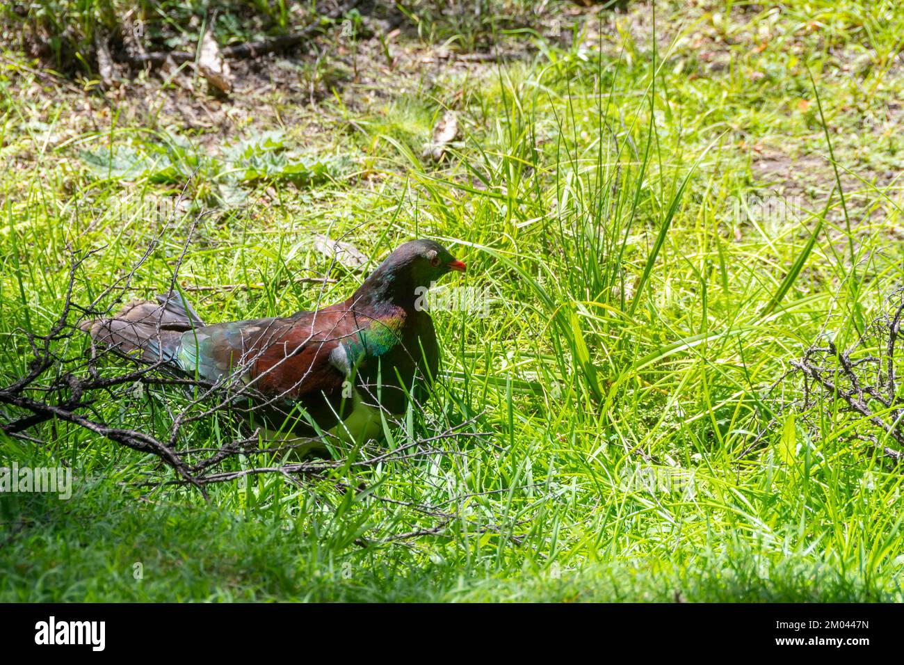 New Zealand Pigeon, Kereru, in grassland at Tawharanui Regional Park ...