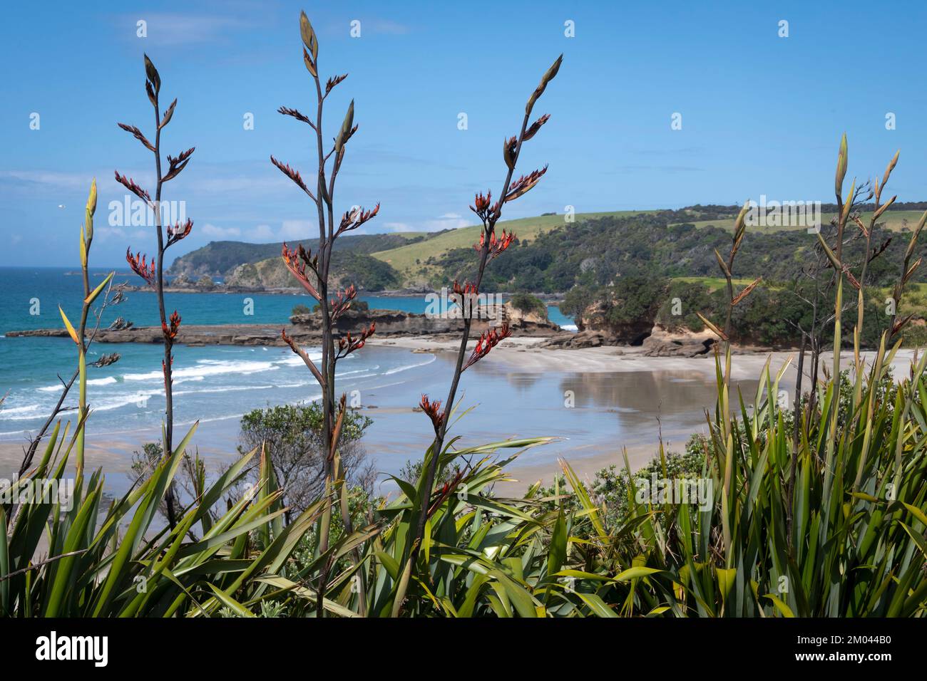 Anchor Bay, Tawharanui Regional Park, Tawharanui Peninsular, Auckland ...