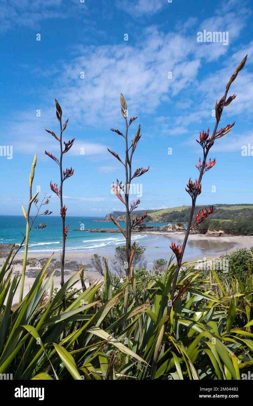 Anchor Bay, Tawharanui Regional Park, Tawharanui Peninsular, Auckland ...