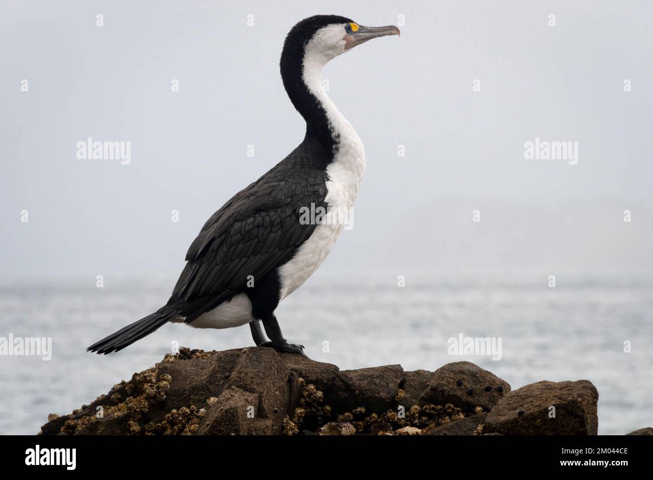 Pied Shag on rocks, Tiritiri Matanga Island, Auckland, North Island ...