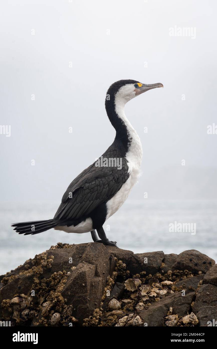 Pied Shag on rocks, Tiritiri Matanga Island, Auckland, North Island ...